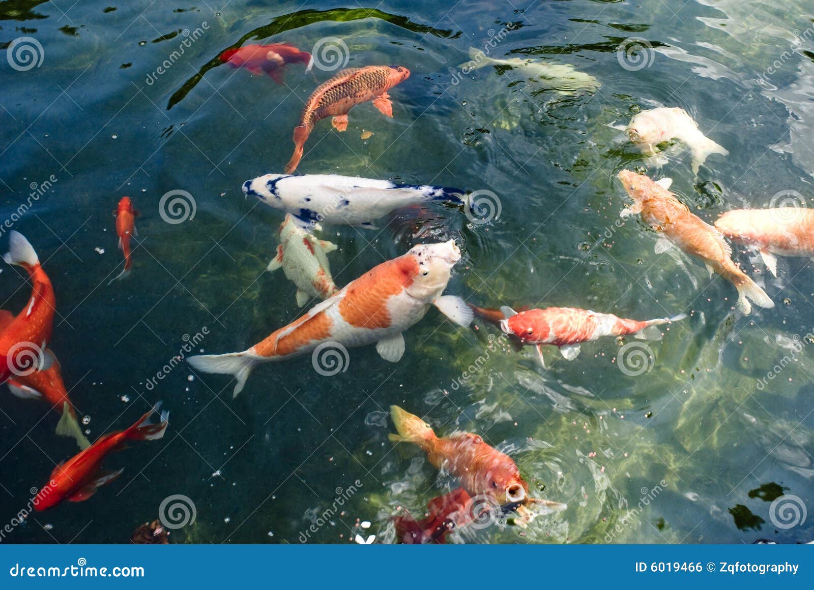 Colorful Carp stock photo. Image of gold, feed, fins, oriental - 6019466