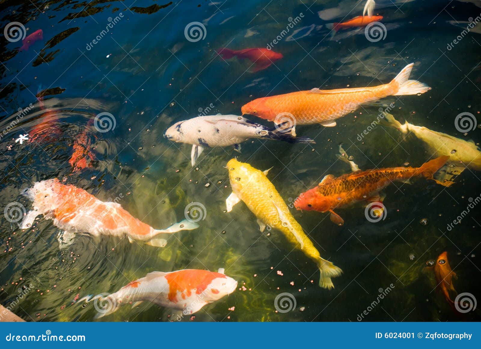 Colorful Carp stock image. Image of color, landscaping - 6024001