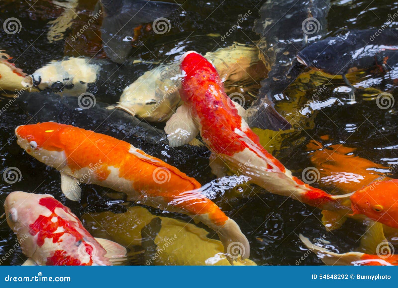 Colorful carp fish stock photo. Image of asian, carp - 54848292