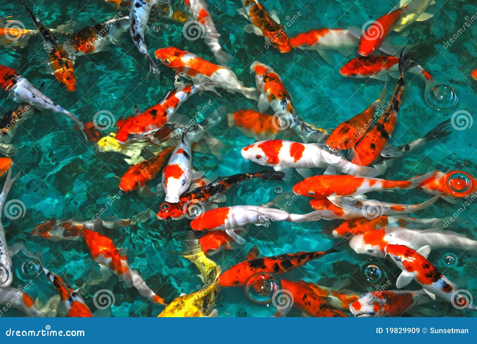Colorful Carps stock image. Image of nature, goldfish - 19829909