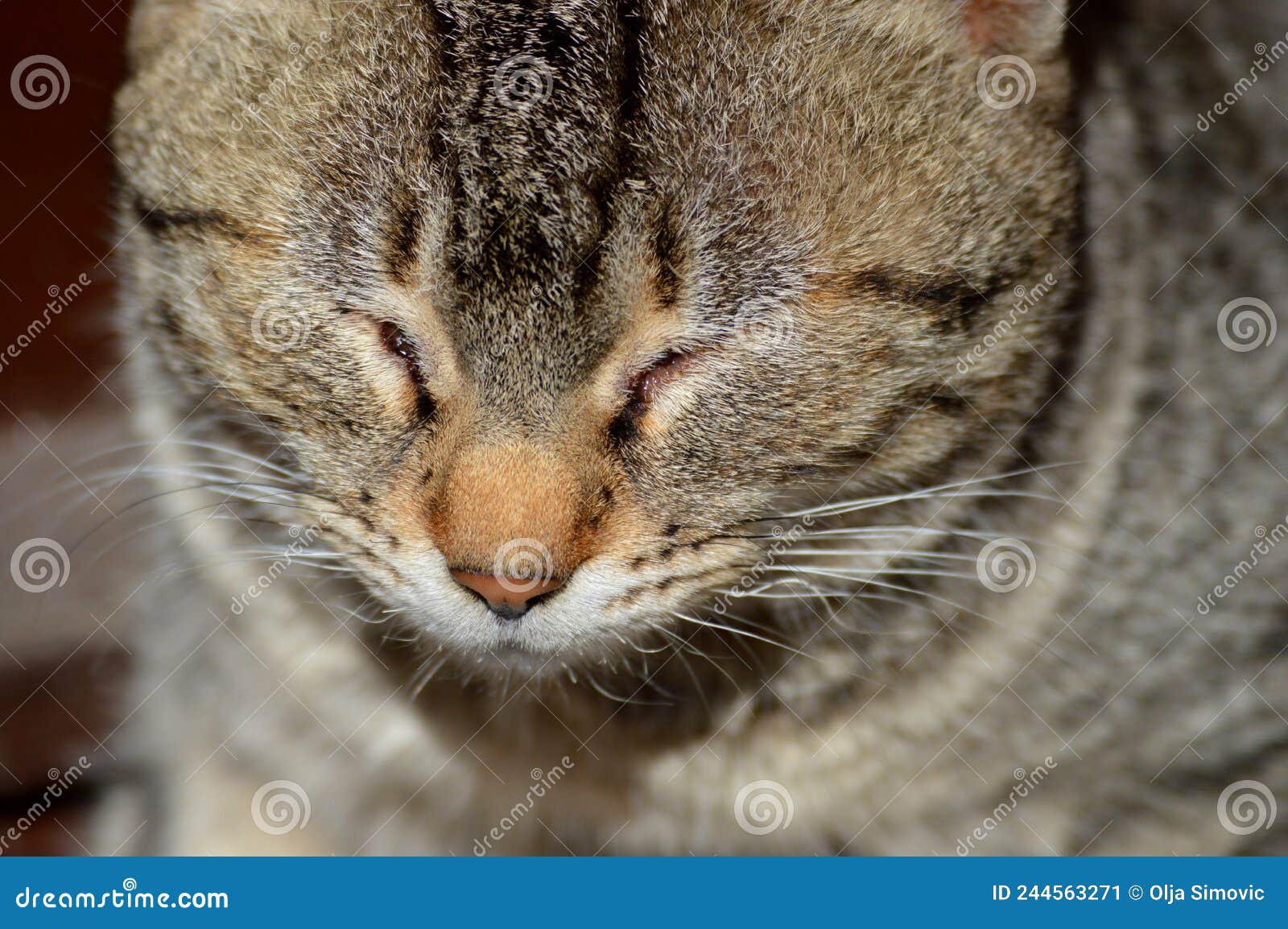 Colorful Cat Dozing in the Sun Stock Image - Image of muzzle, mustache ...