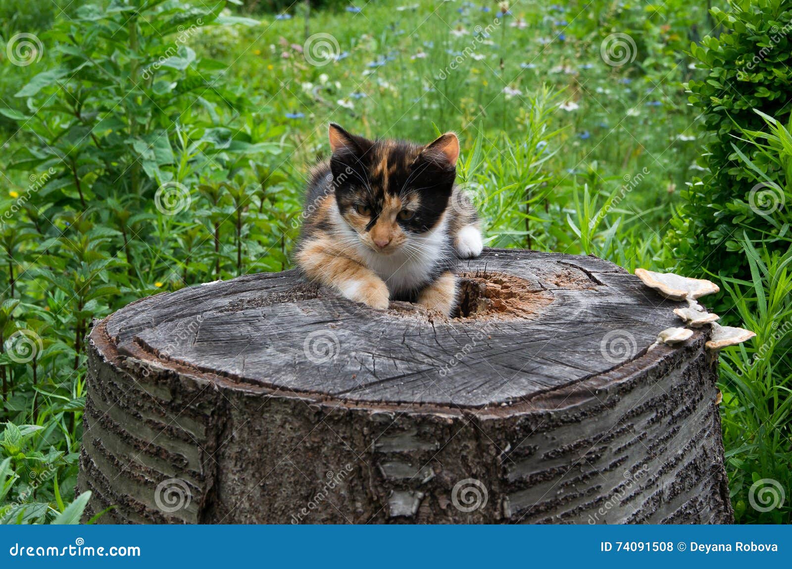 Colorful cat stump. stock photo. Image of mammal, beautiful - 74091508