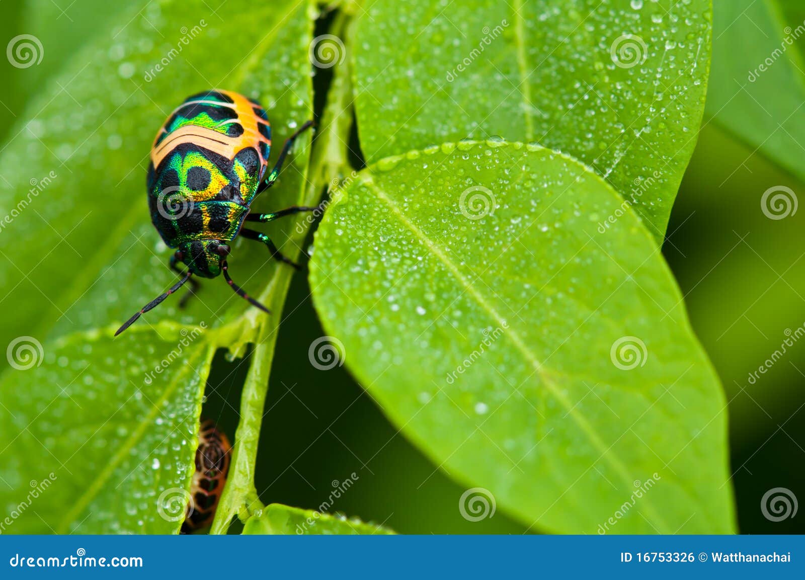 Colorful Catch Insects on the Leaves. Stock Photo - Image of leaf ...