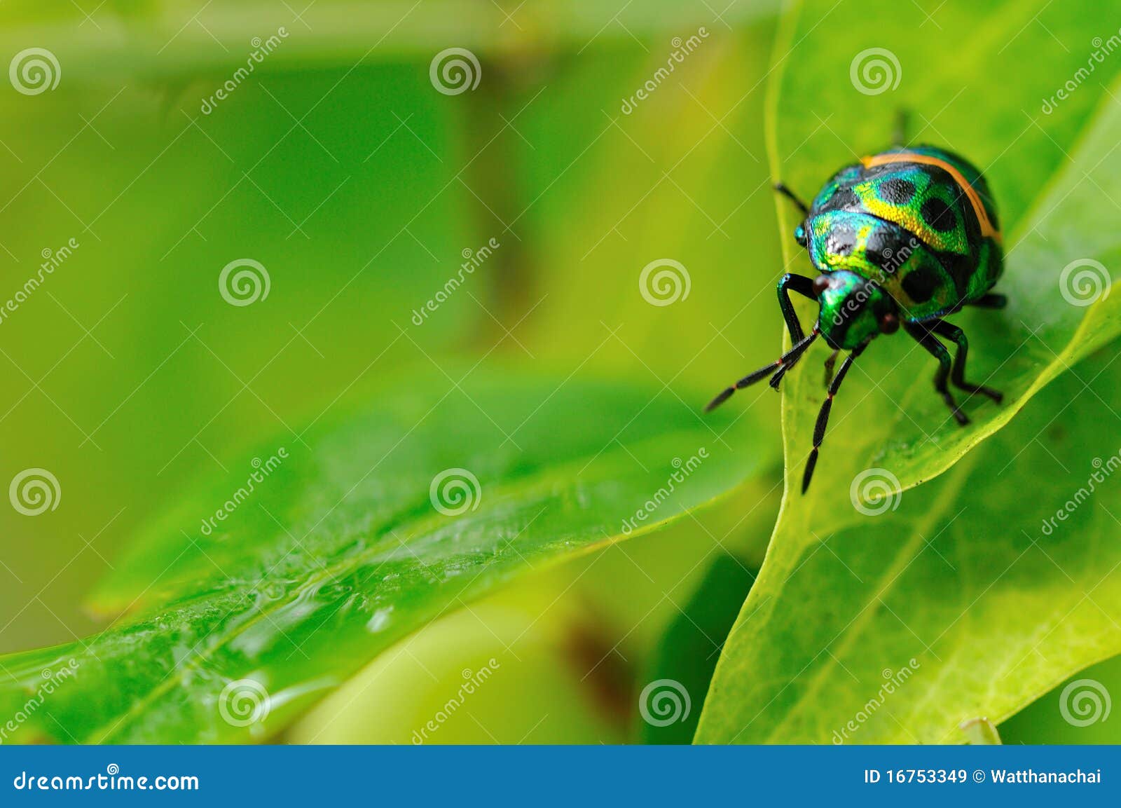 Colorful Catch Insects on the Leaves. Stock Image - Image of animal ...