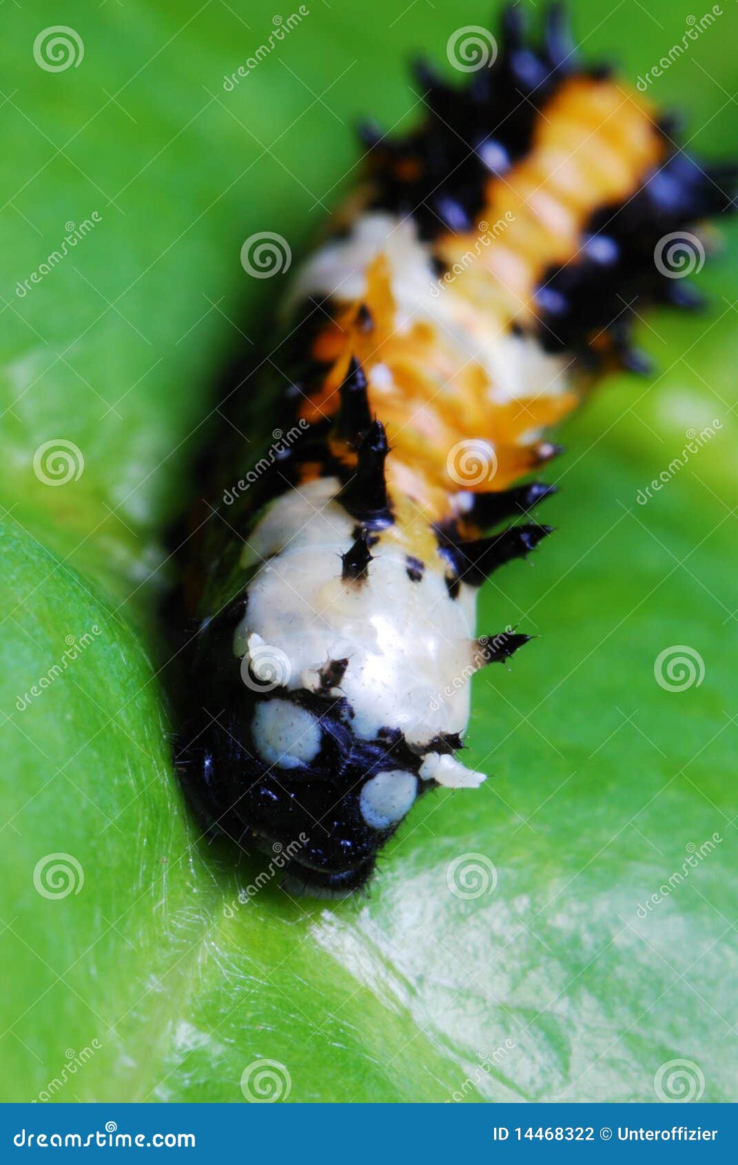 Colorful Caterpillar Stock Photography - Image: 14468322
