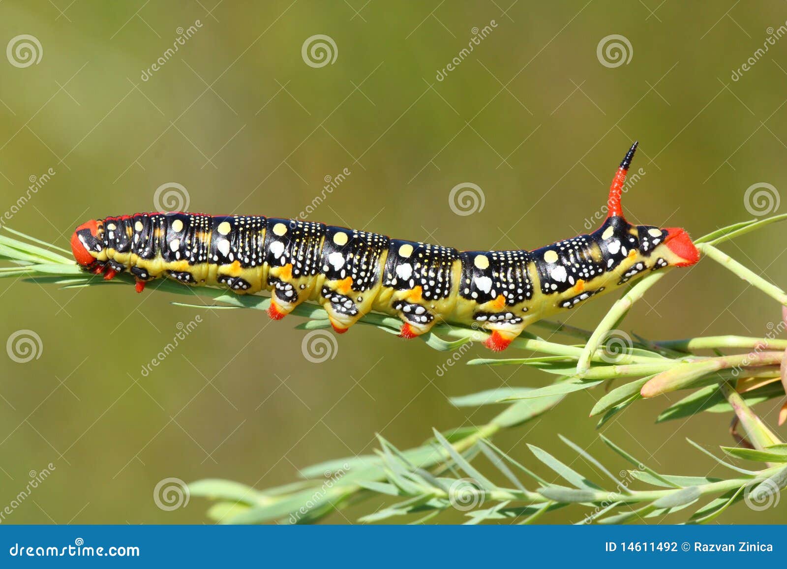 Colorful caterpillar stock photo. Image of moth, animal - 14611492