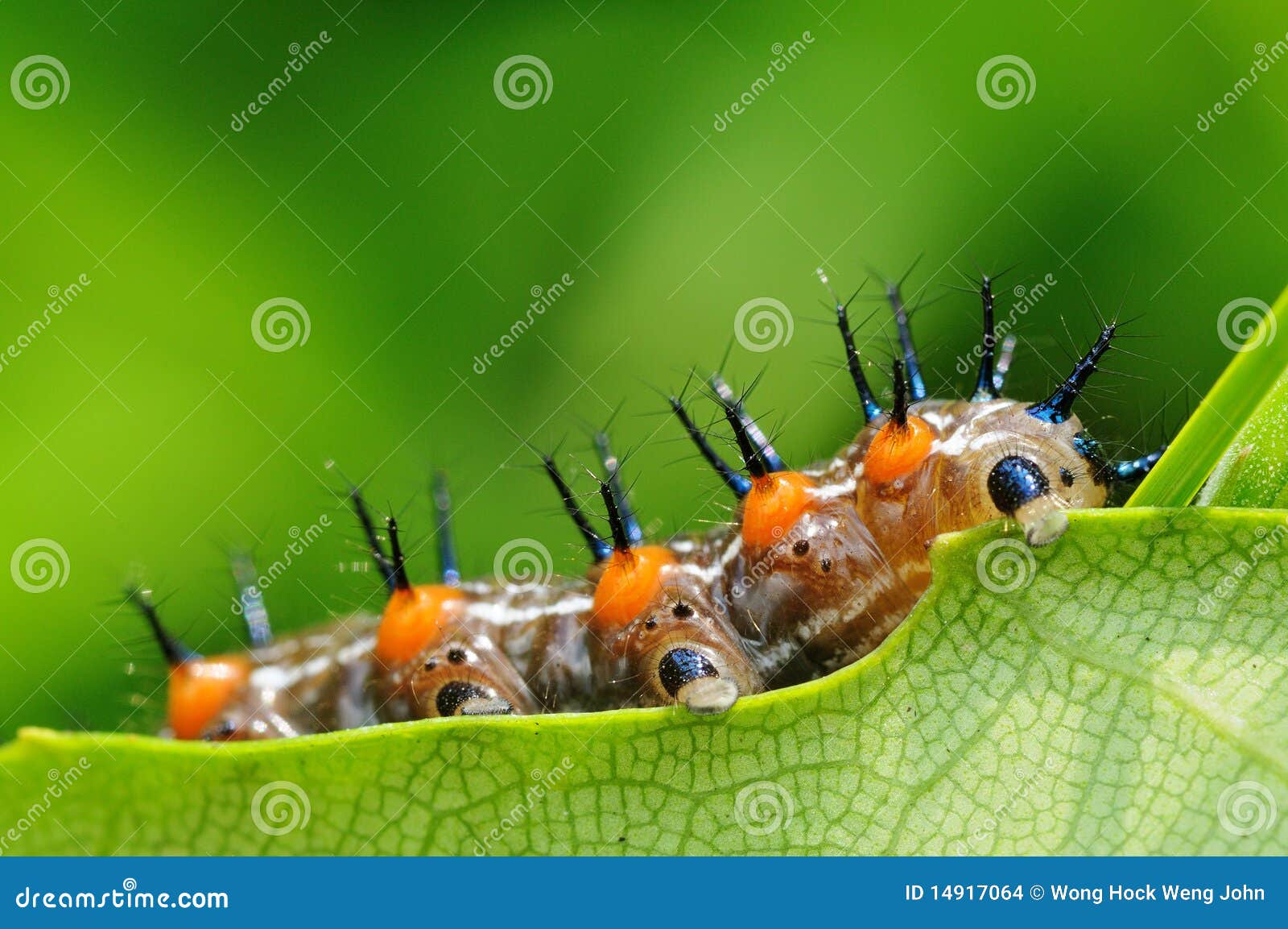 Colorful caterpillar stock photo. Image of tree, pupa - 14917064