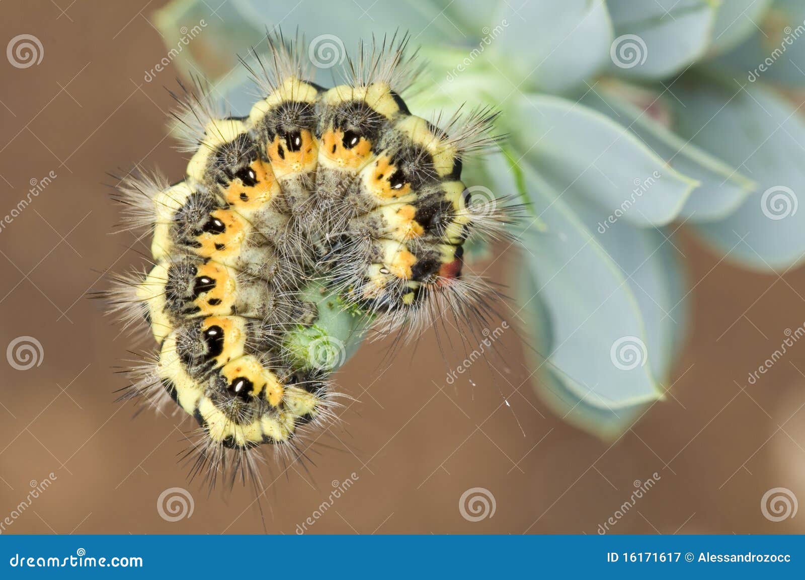 Colorful Caterpillar Insects Stock Photo | CartoonDealer.com #120132738