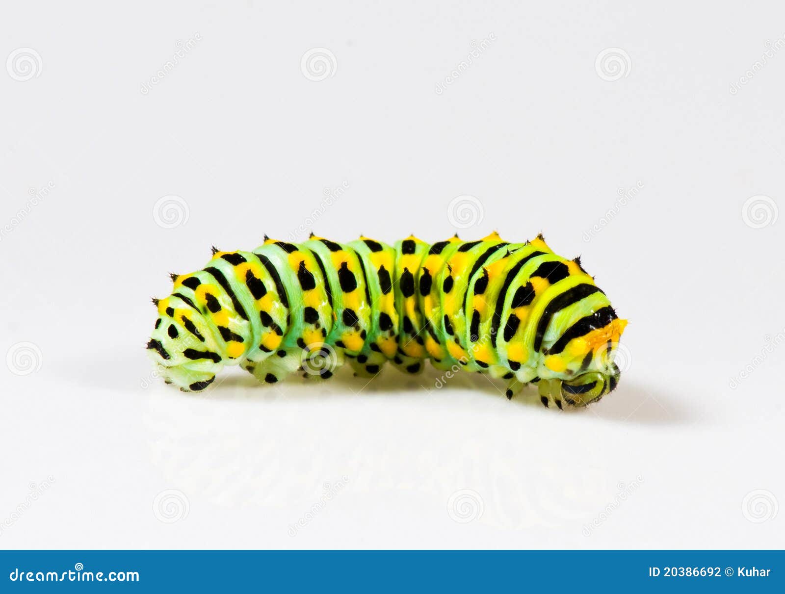 Colorful caterpillar stock photo. Image of nature, zoology - 20386692