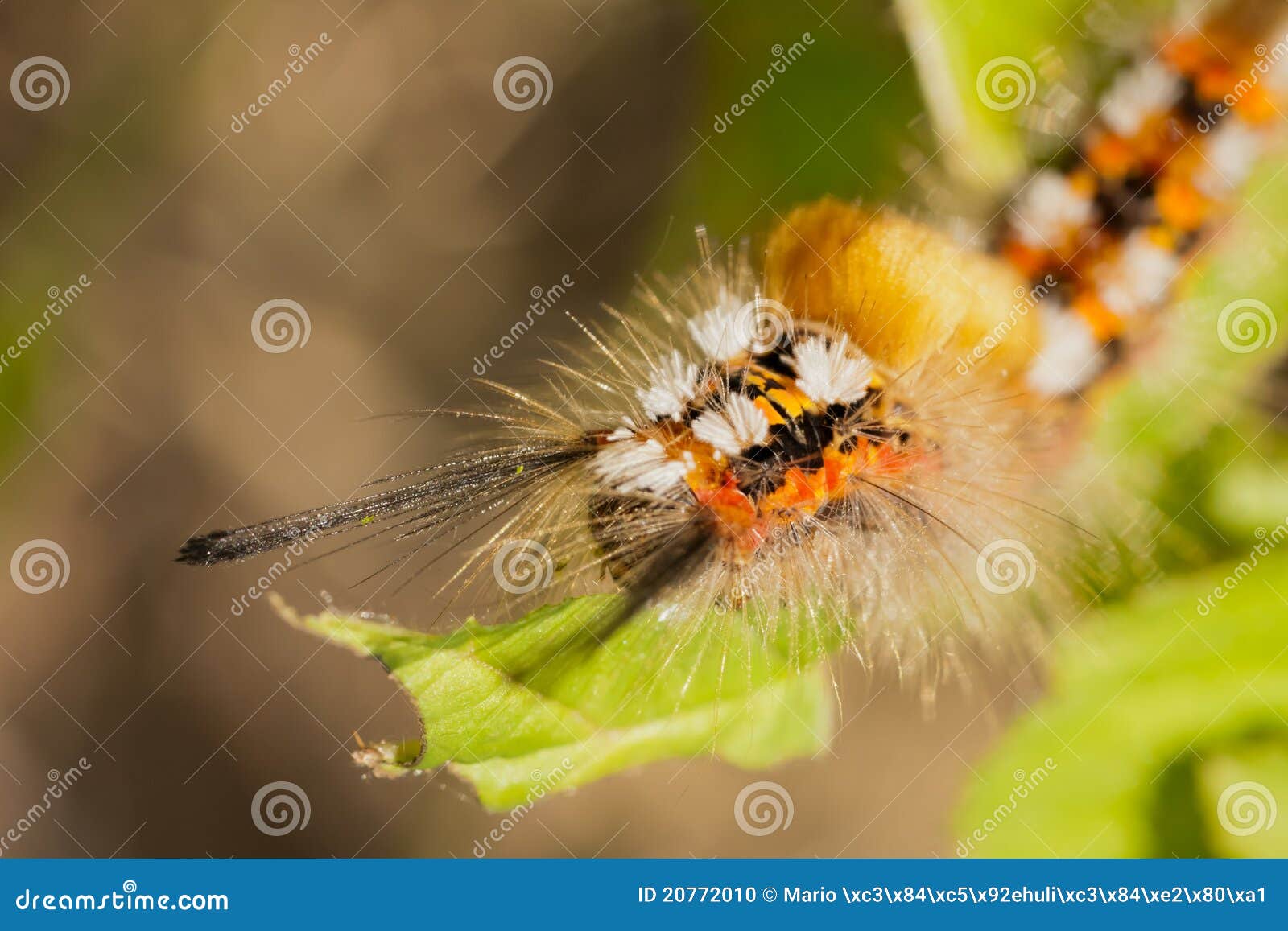 Colorful caterpillar stock photo. Image of close, color - 20772010