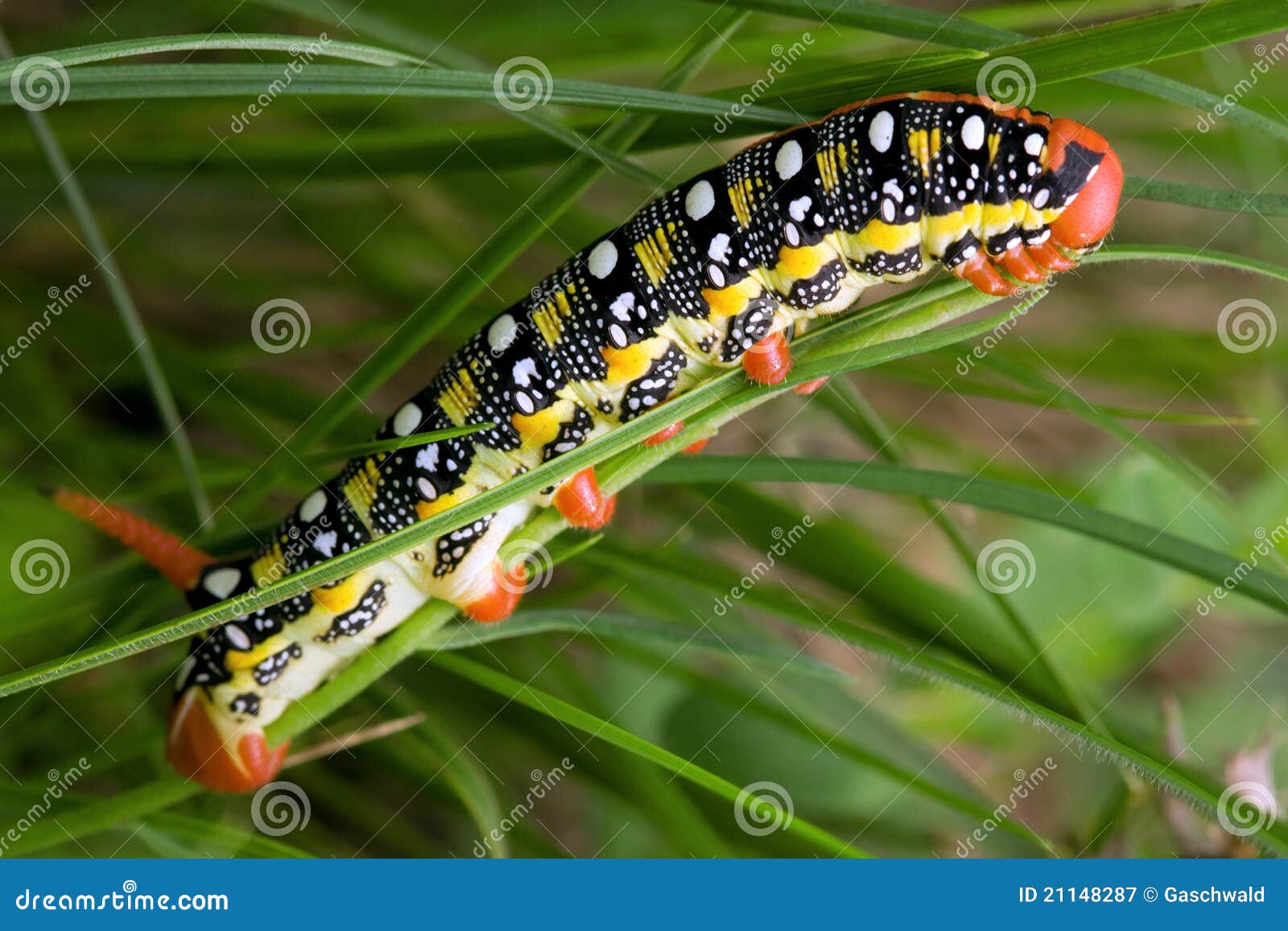 Colorful Caterpillar Against Green Background Stock Image - Image of ...