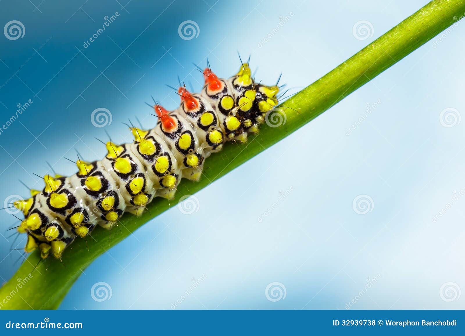 Colorful caterpillar stock photo. Image of natural, caterpillar - 32939738