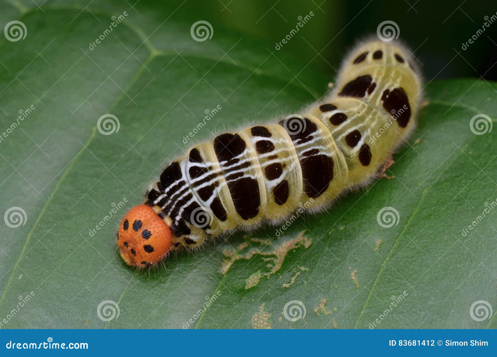 Colorful Caterpillar stock photo. Image of bugs, leaf - 83681412