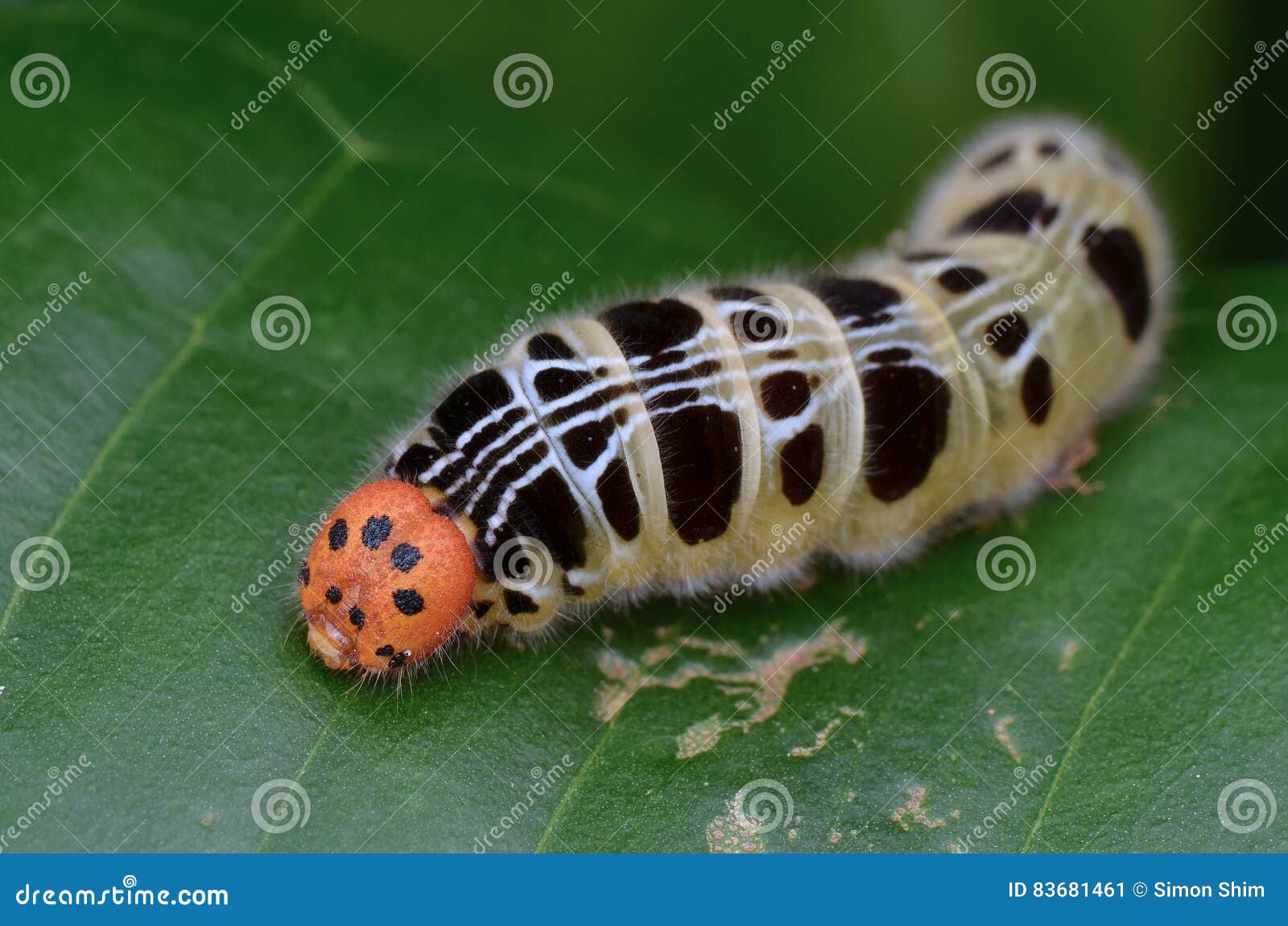 Colorful Caterpillar stock image. Image of nature, leaf - 83681461