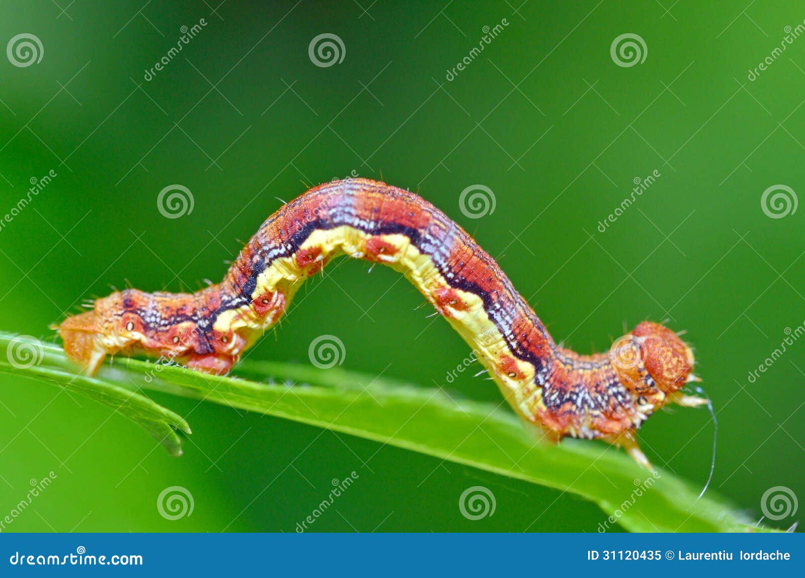 Colorful caterpillar stock image. Image of metamorphosis - 31120435