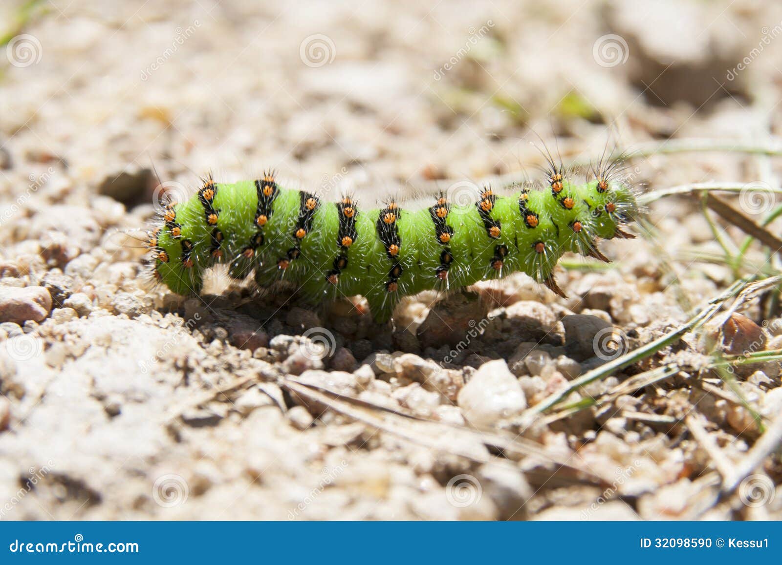 Colorful caterpillar stock photo. Image of natural, legs - 32098590