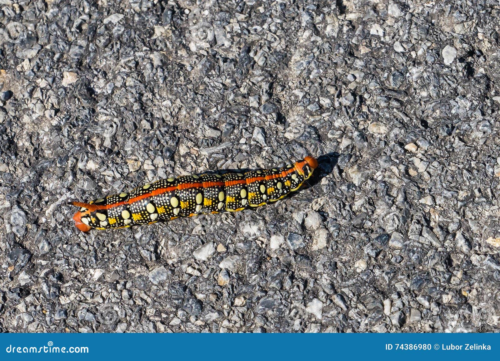 Colorful caterpillar stock photo. Image of hyles, surface - 74386980