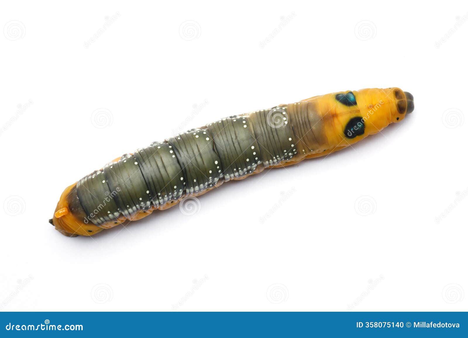 Colorful Caterpillar on White Background Stock Photo - Image of nerii ...