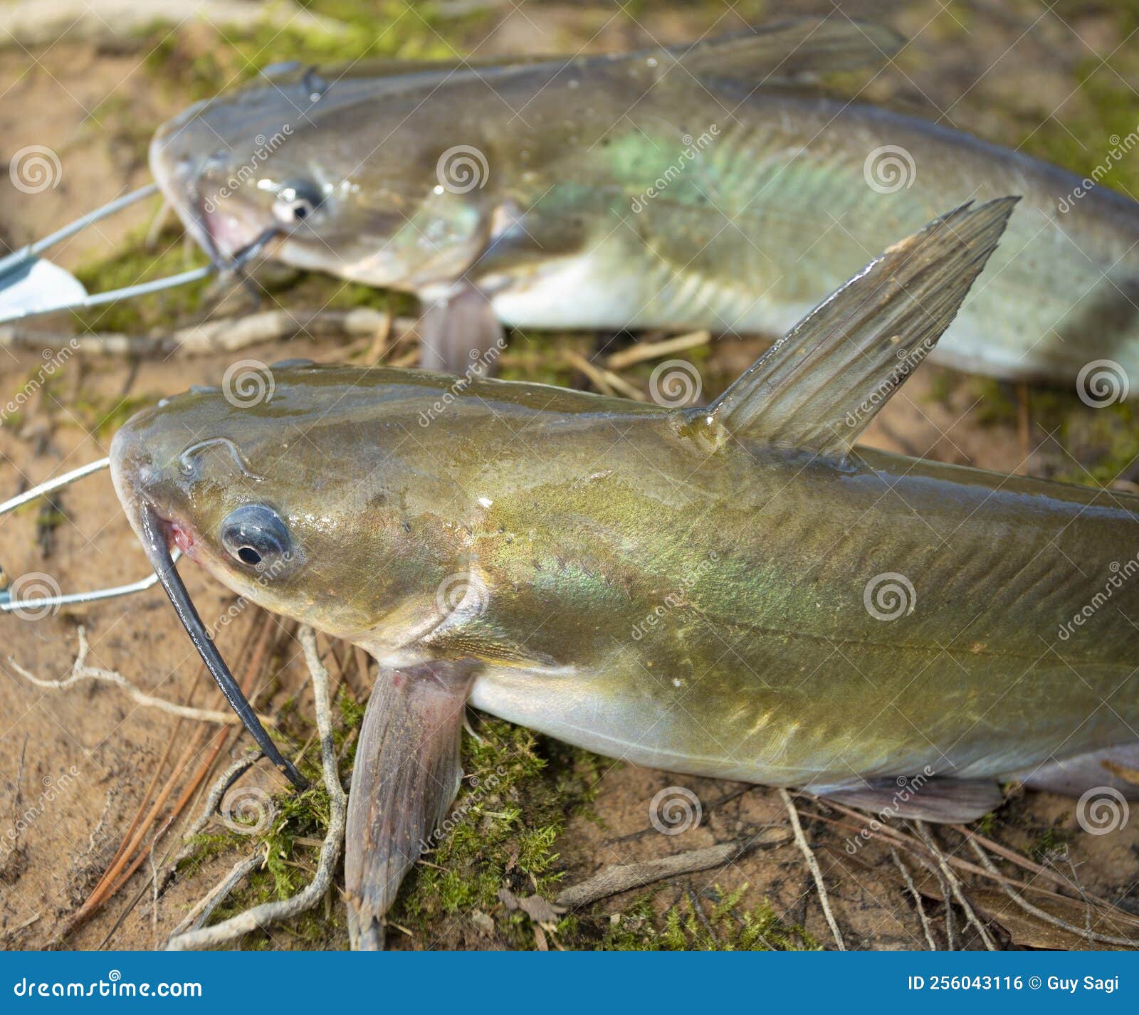 Colorful Catfish Caught Fishing Stock Photo - Image of black, animal ...