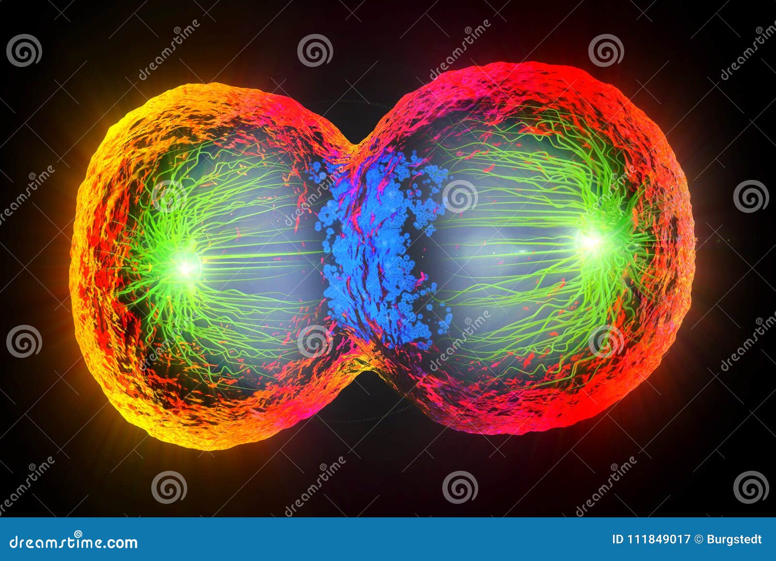 Colorful Cell Division, Cell Membrane and Splitting Nucleus Stock ...