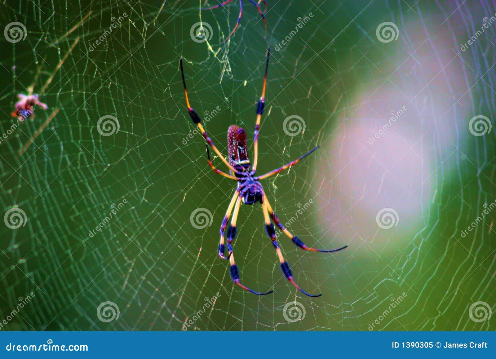 Colorful Spider