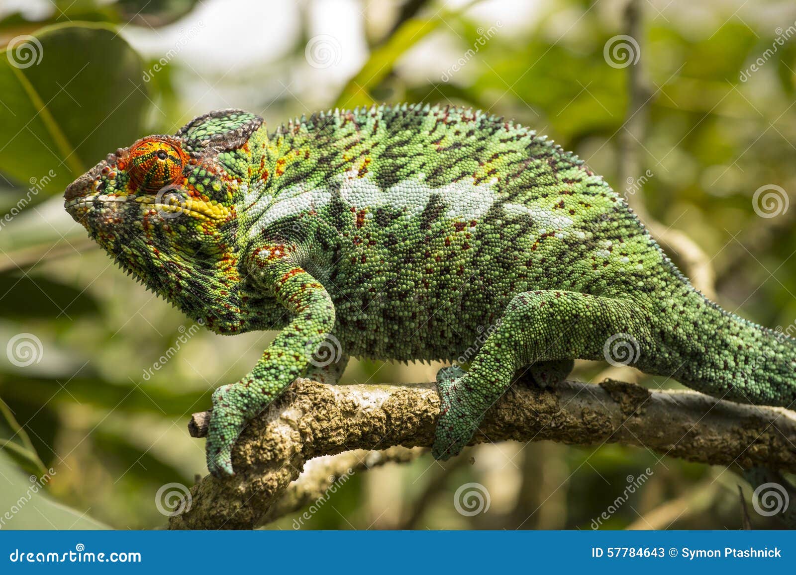 Colorful Chameleon stock image. Image of environment - 57784643
