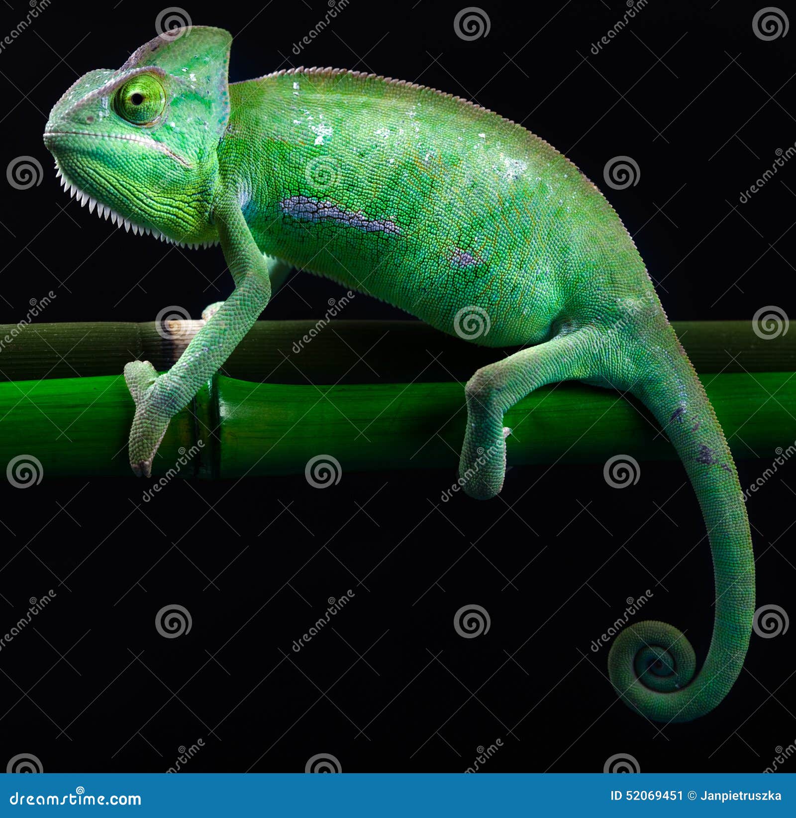 Colorful Chameleon, Bright Vivid Exotic Climate Stock Image - Image of ...