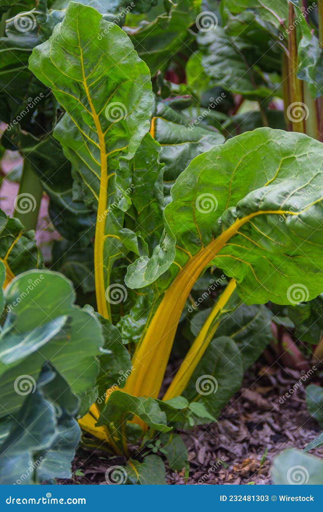Colorful Chard Plant in the Organic Garden Stock Image - Image of pink ...