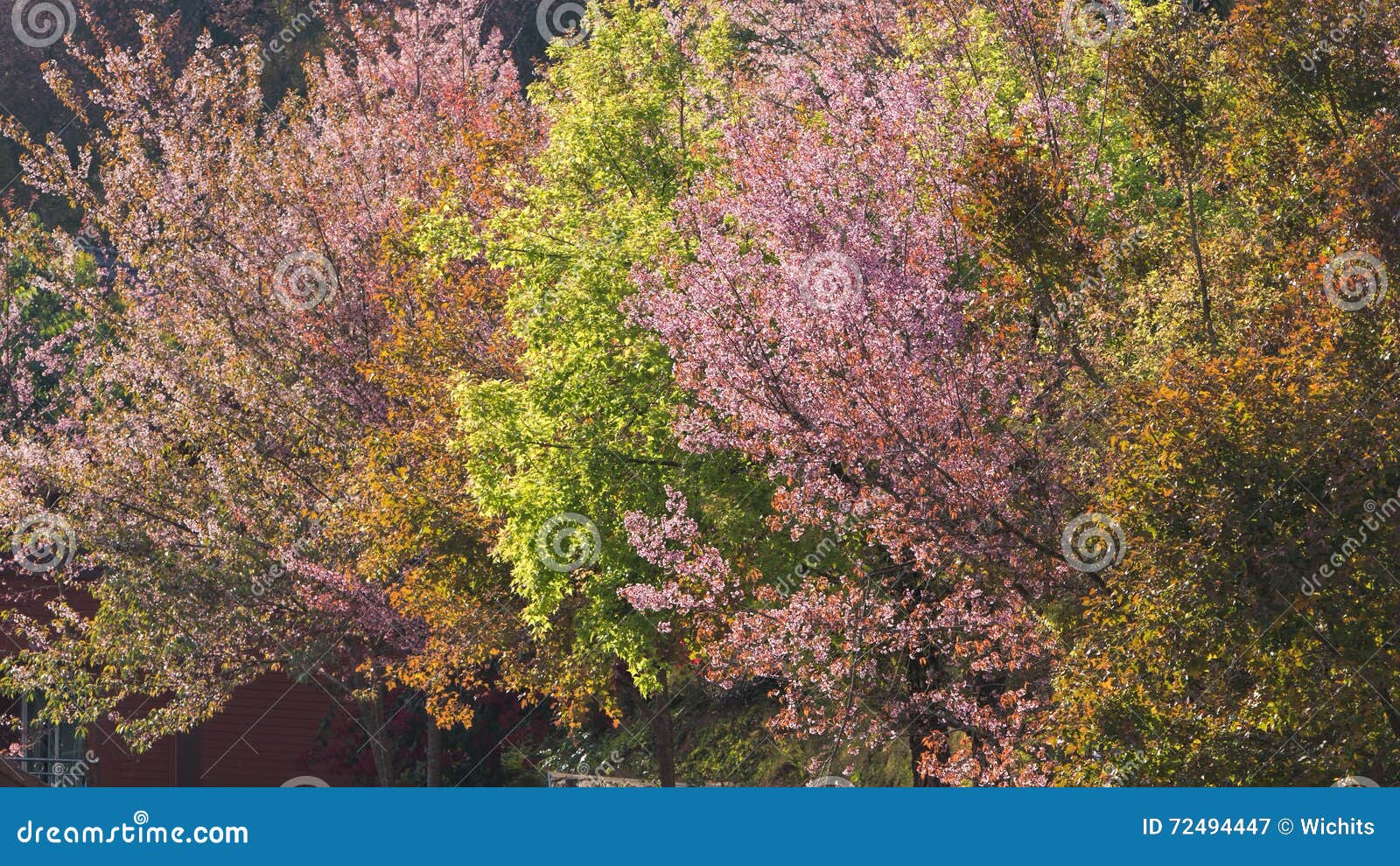 Colorful Cheery Blossom Trees Stock Image - Image of forest, backdrop ...