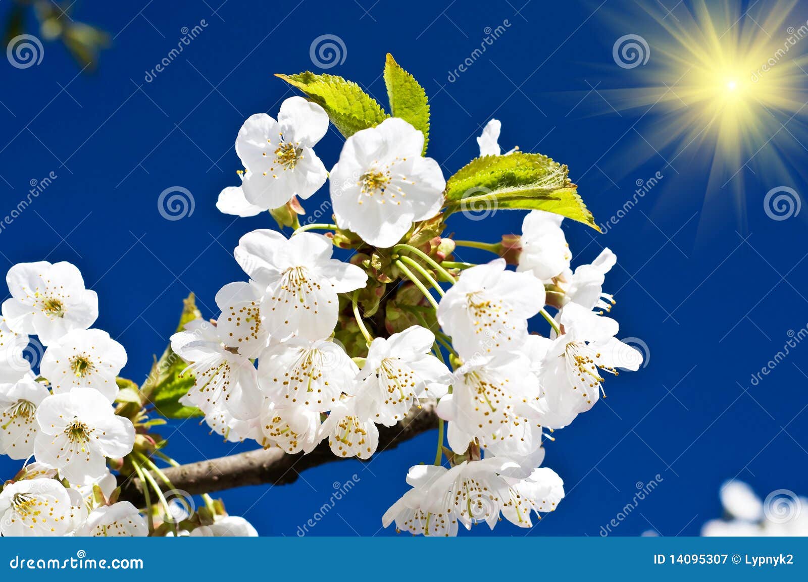 Colorful Cherry Tree Blossom and Fun Sun. Stock Image - Image of plants ...