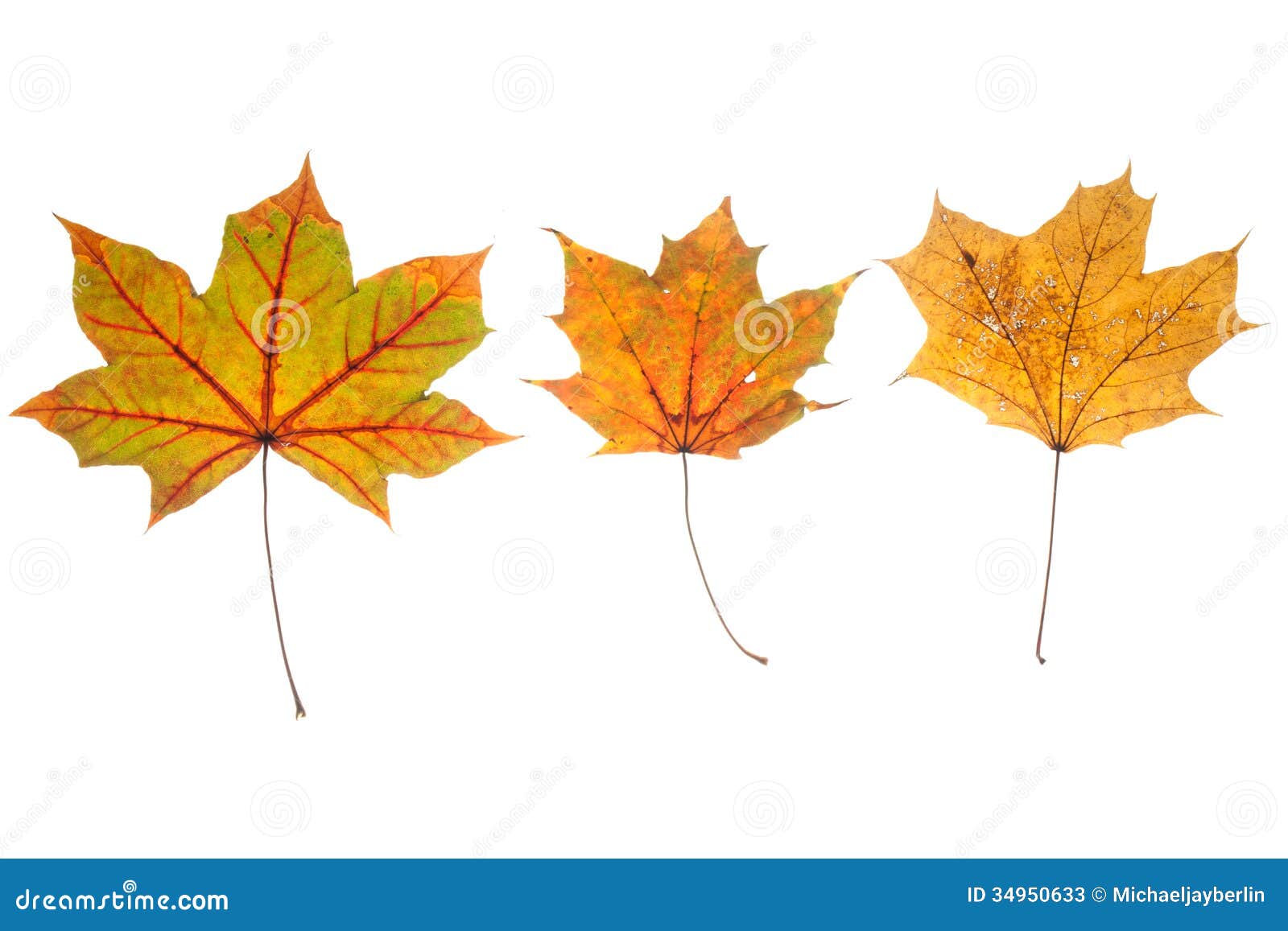 Colorful Chestnut Leaves in Fall Stock Image - Image of green, isolated ...
