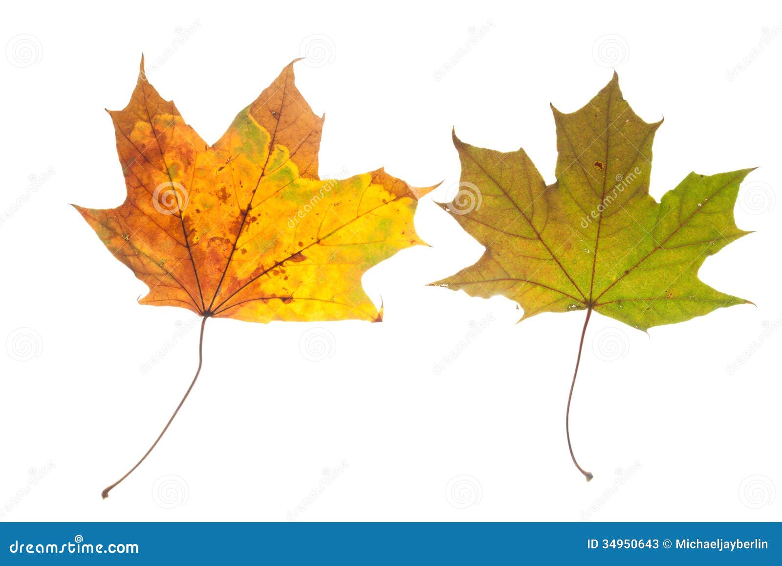 Colorful Chestnut Leaves in Fall Stock Image - Image of studio, nature ...
