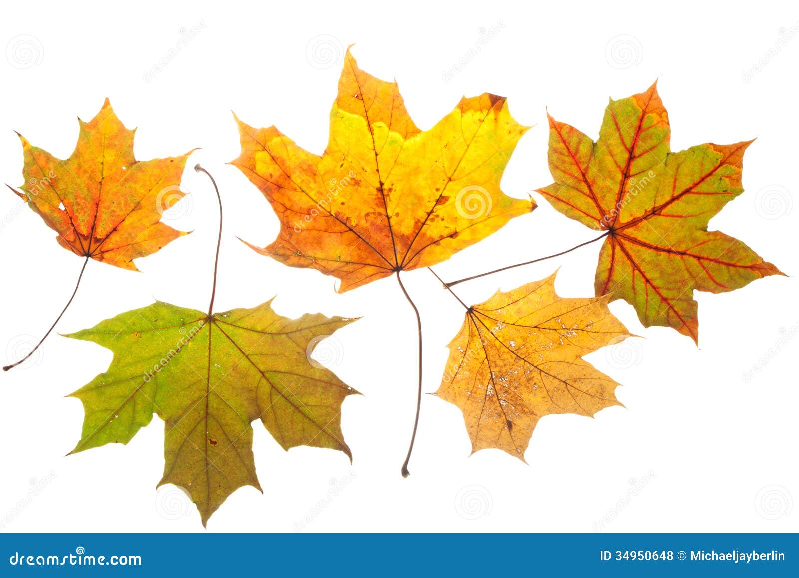 Colorful Chestnut Leaves in Fall Stock Photo - Image of shining, leaf ...