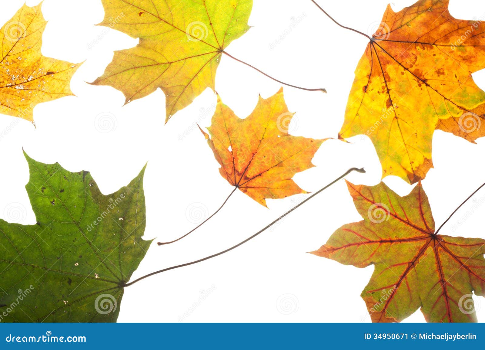Colorful Chestnut Leaves in Fall Stock Image - Image of green, studio ...