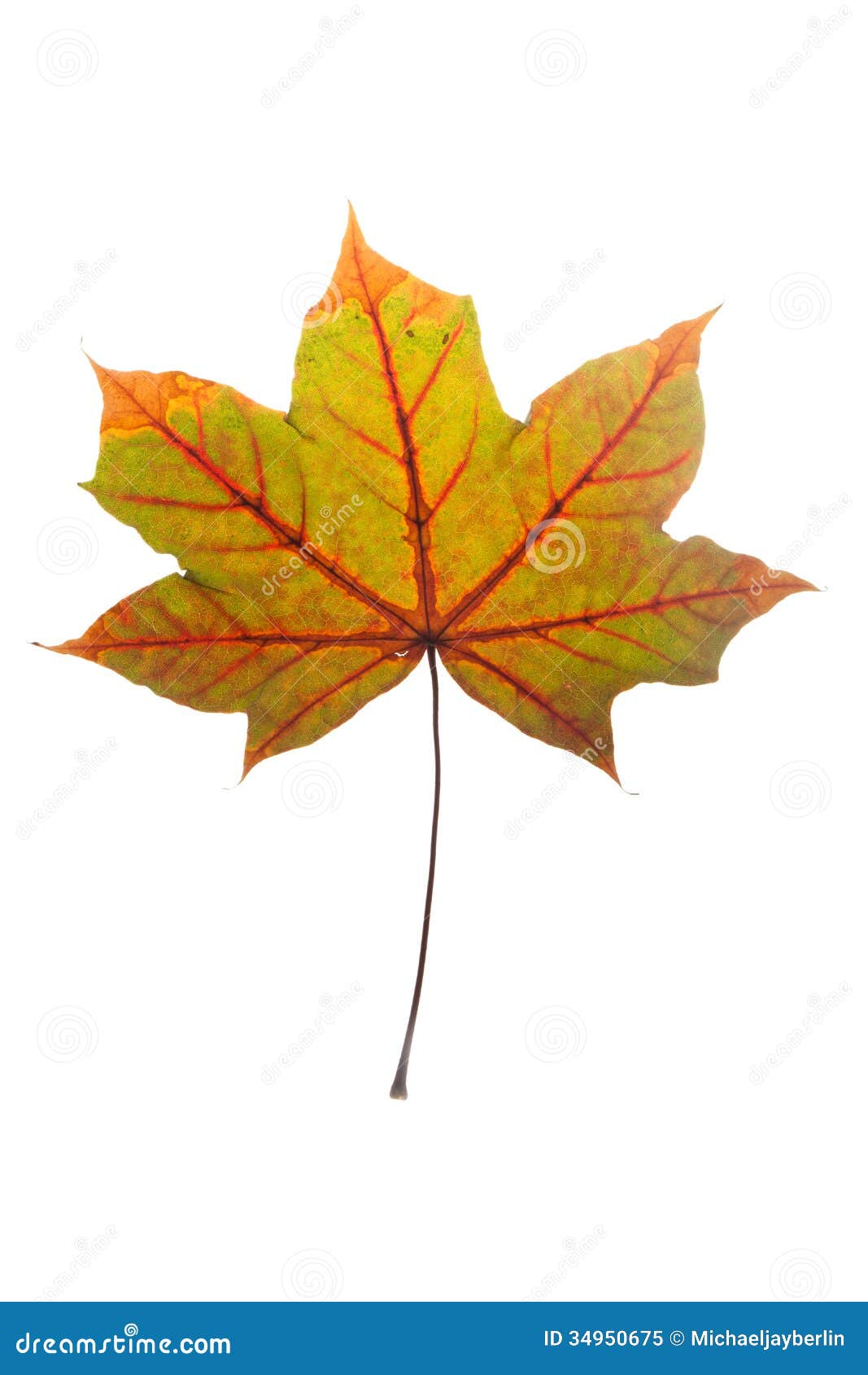Colorful Chestnut Leaves in Fall Stock Image - Image of shining, orange ...