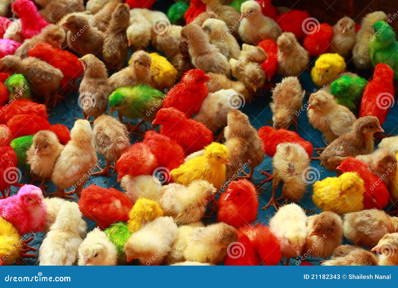 Colorful chicken pups stock image. Image of abstract - 21182343