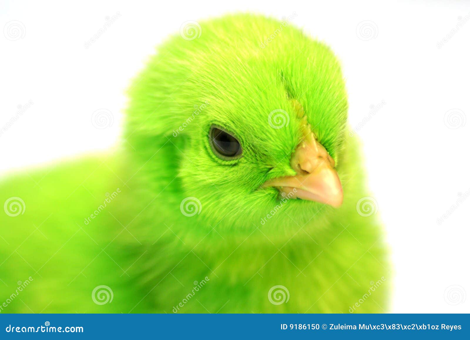 Colorful Chickens stock photo. Image of details, closeup - 9186150