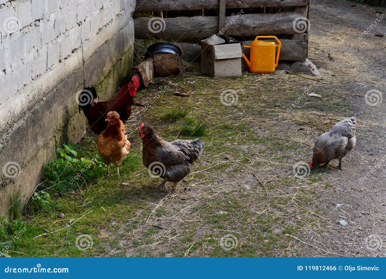 Chickens in the yard stock photo. Image of backyard - 119812466
