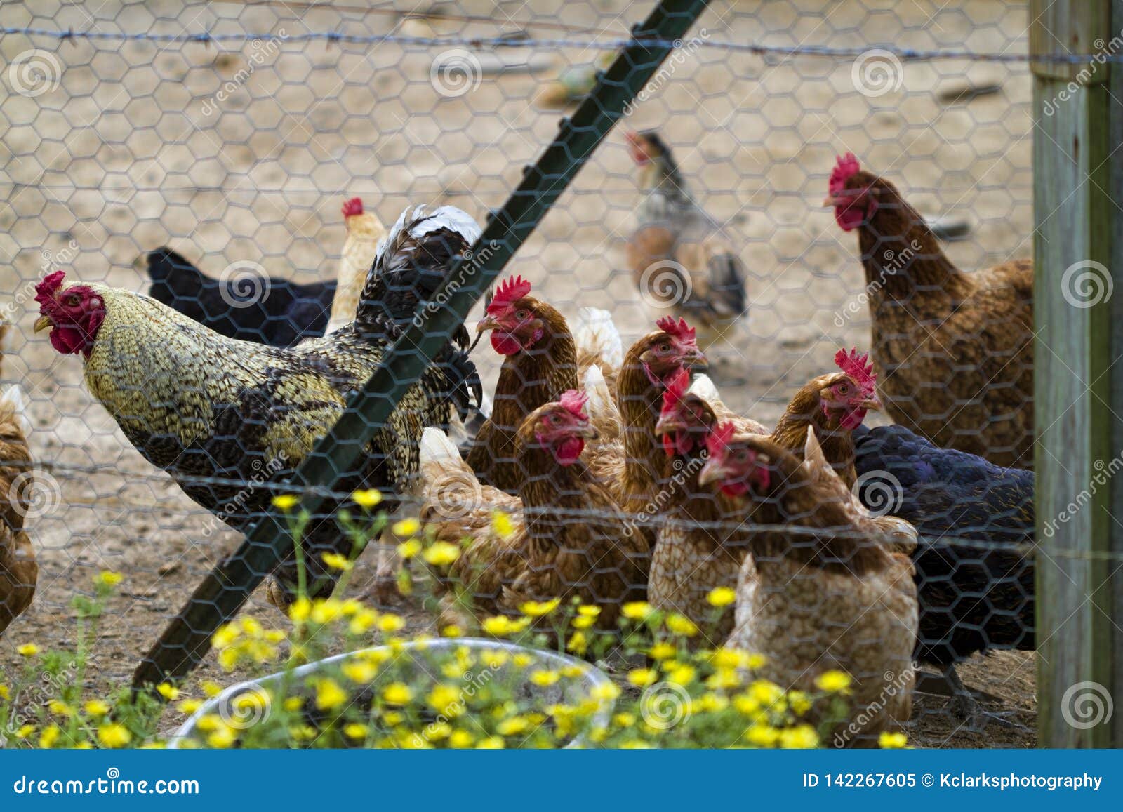 Colorful Chickens Behind Chicken Wire Stock Image - Image of white ...