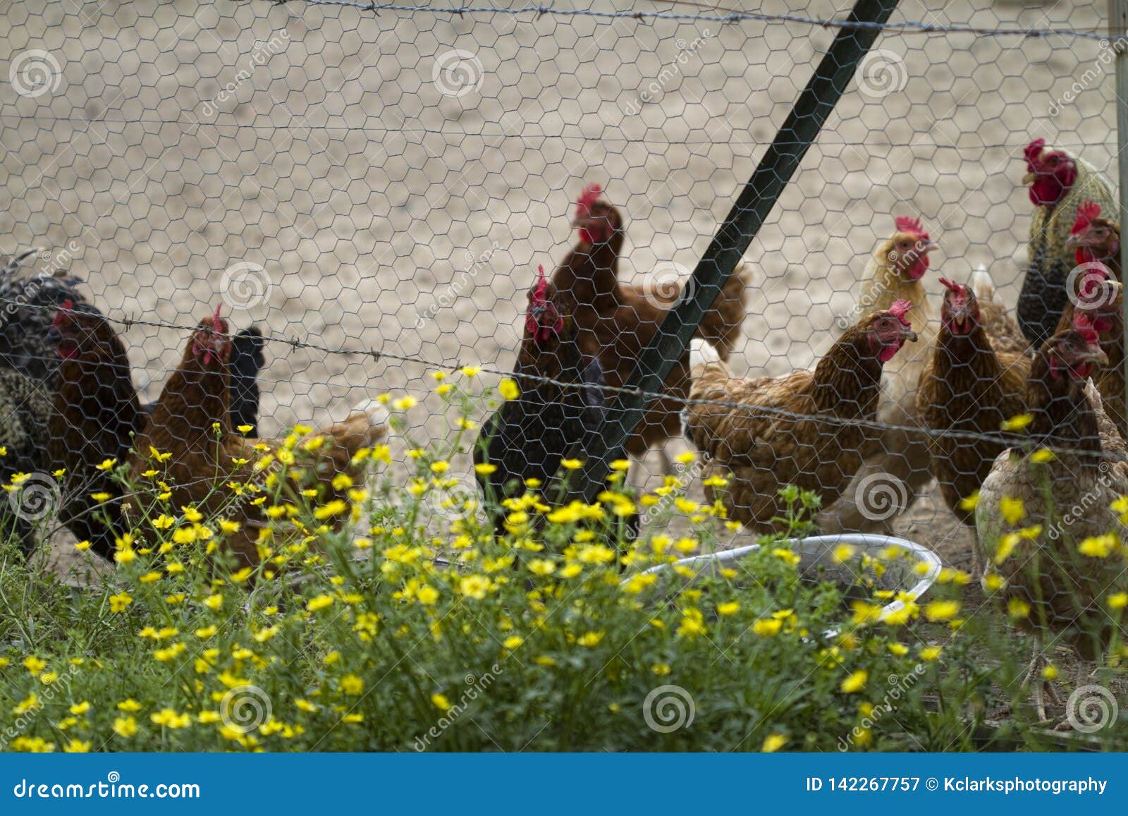 Chickens Behind Fence Standing All Together In Farm Life Stock Image ...