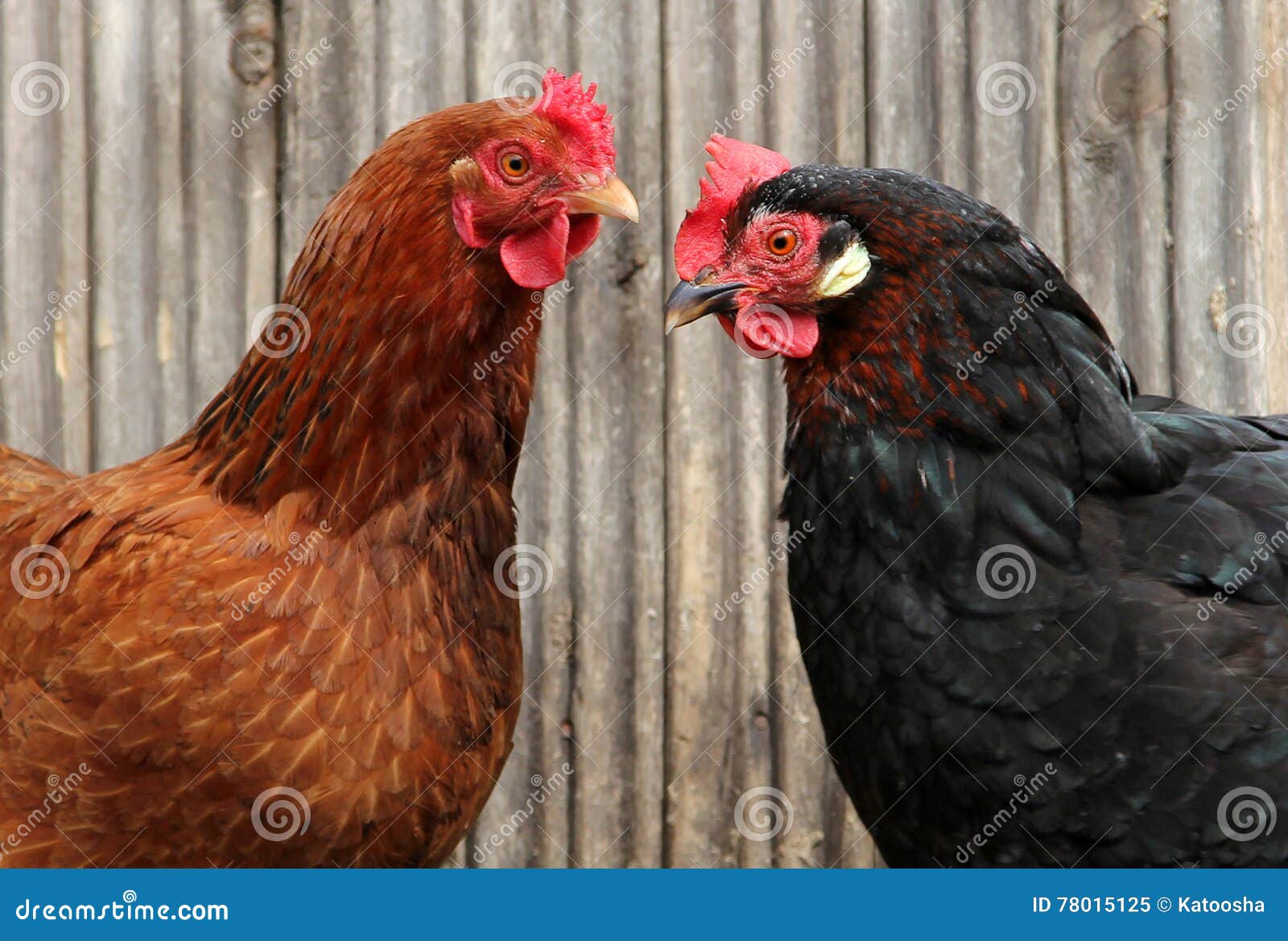 Colorful Chickens on Poultry Yard Stock Image - Image of countryside ...