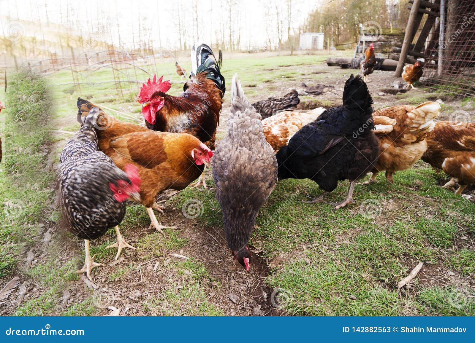 Colorful Chickens and Roosters of Different Breeds in the Yard, Poultry ...