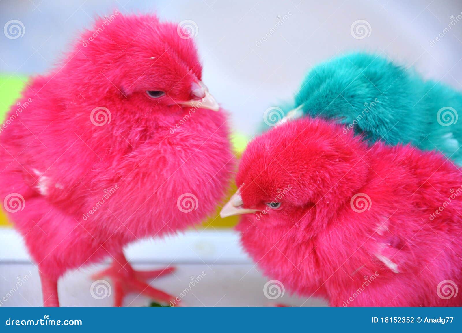 Colorful chicks stock photo. Image of little, chicks - 18152352