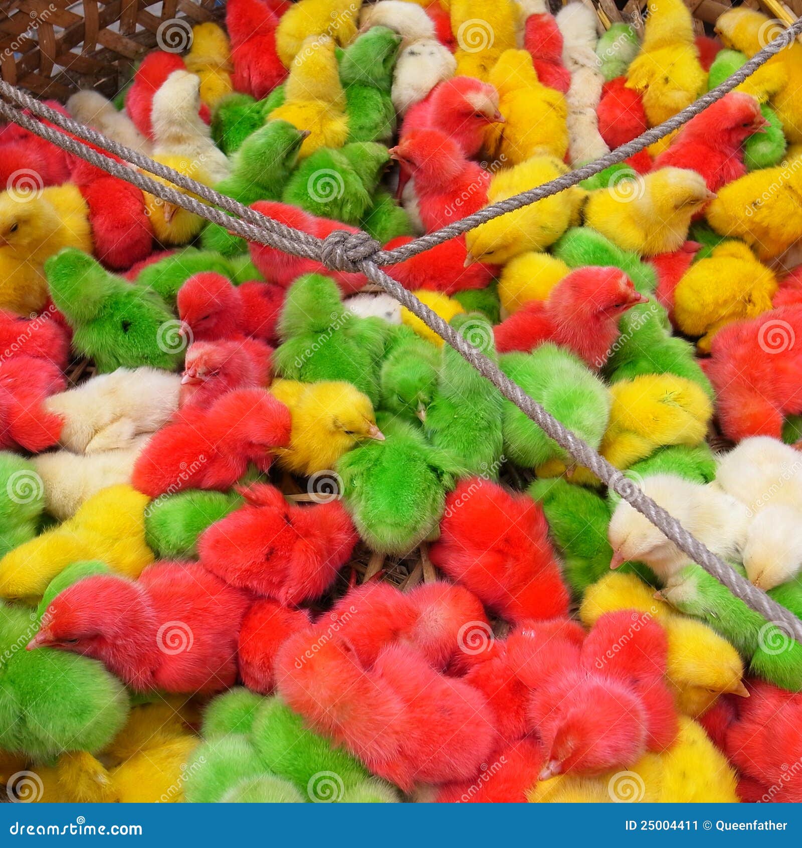Colorful Chicks stock image. Image of yellow, pile, color - 25004411