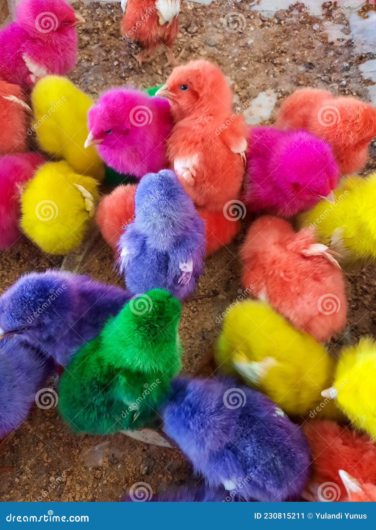 Colorful Chicks at the Chicken Seed Sales Center Stock Image - Image of ...