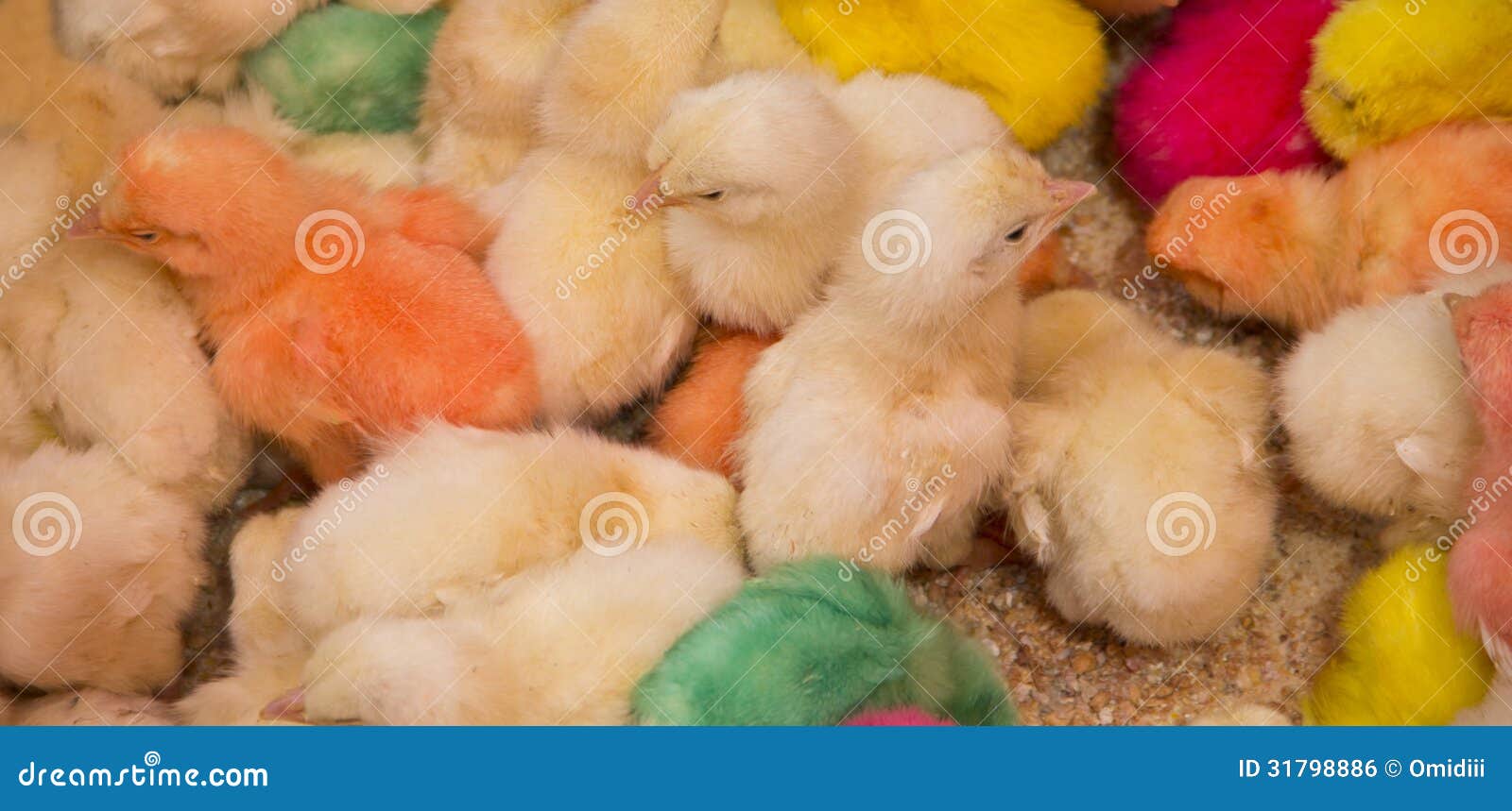 Colorful chicks stock photo. Image of cover, crowded - 31798886