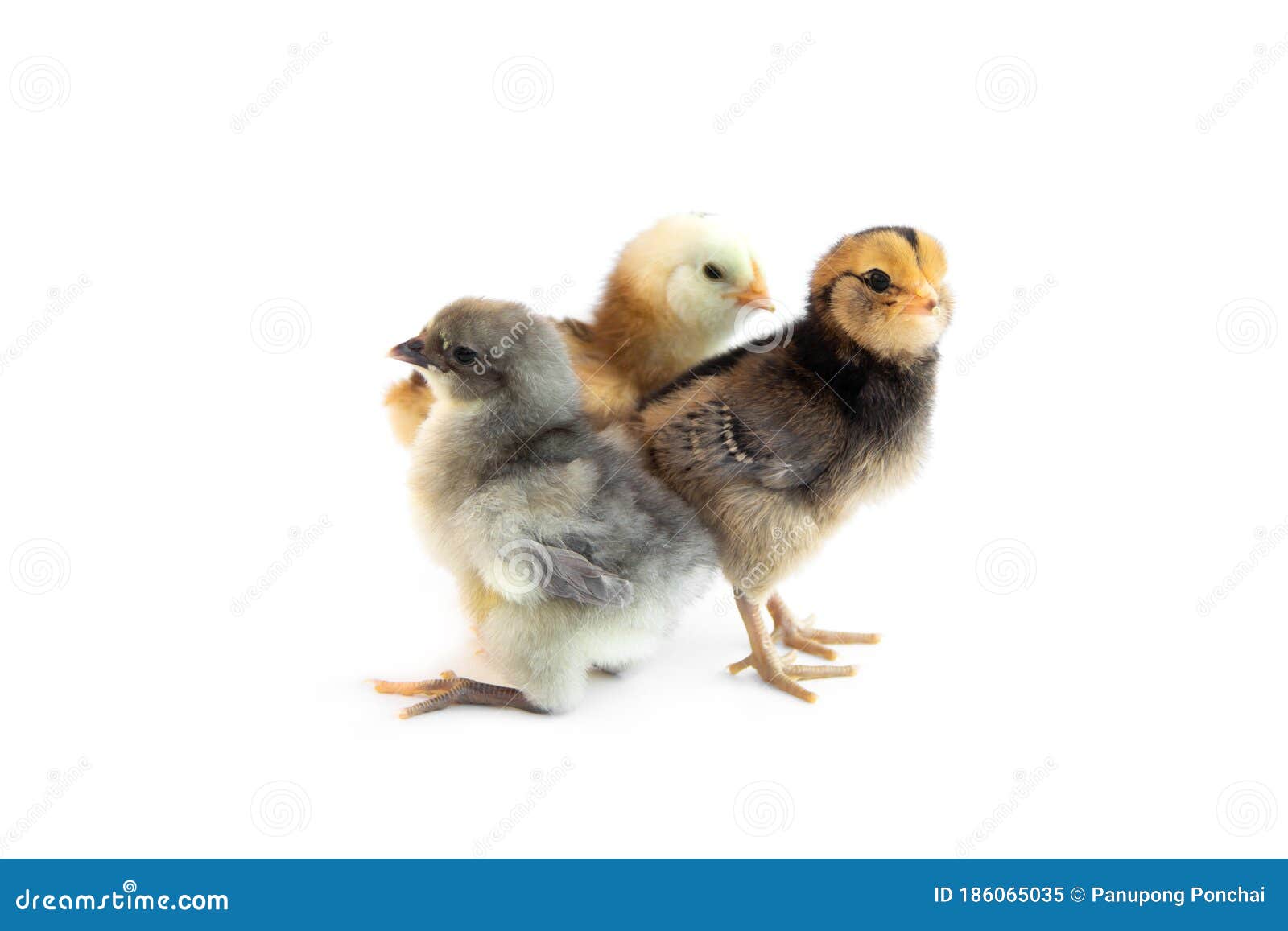 Colorful Chicks Group Isolated on White Background. Stock Image - Image ...
