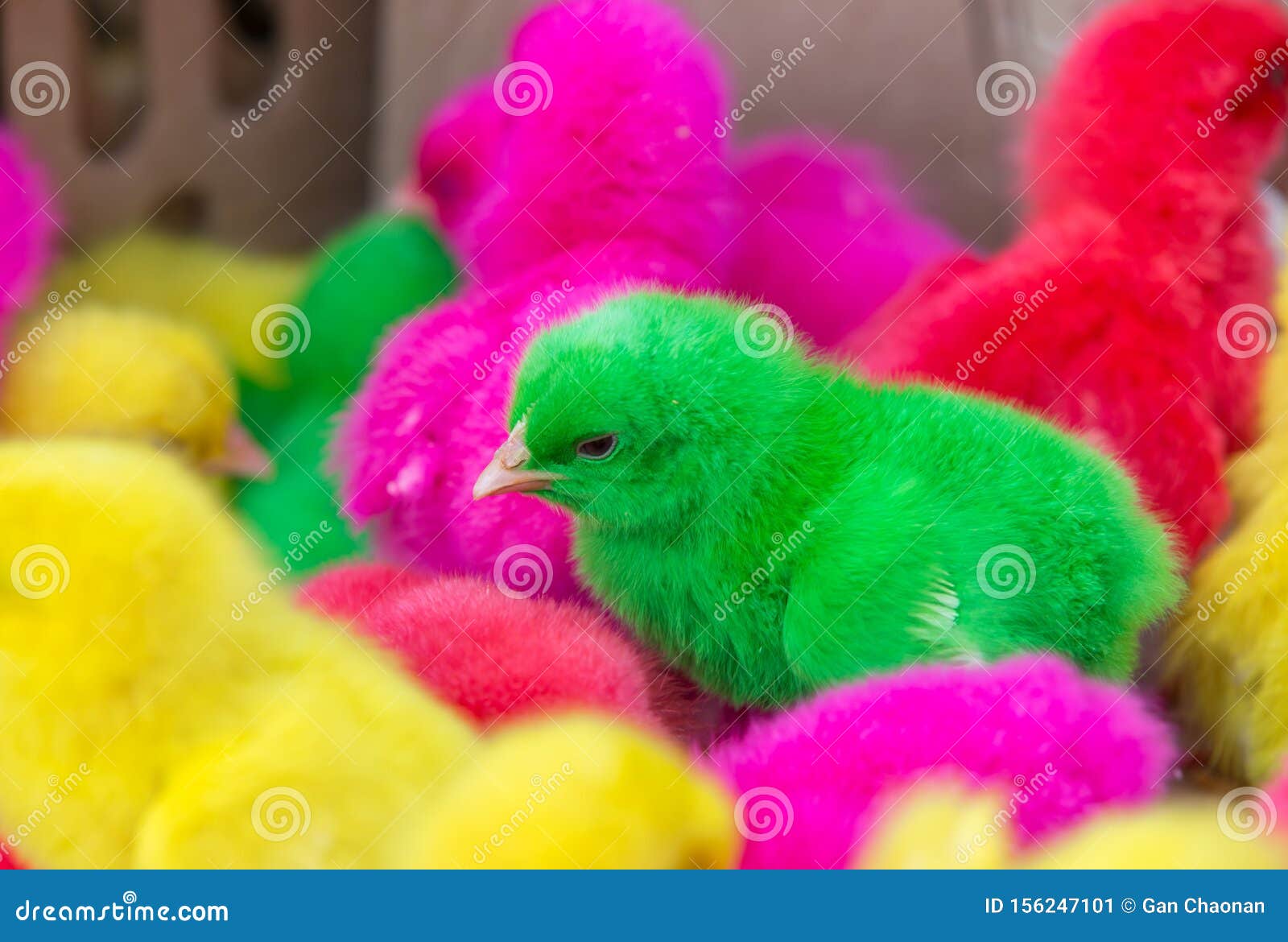 Colorful Chicks Isolated on White Stock Image - Image of breakfast ...