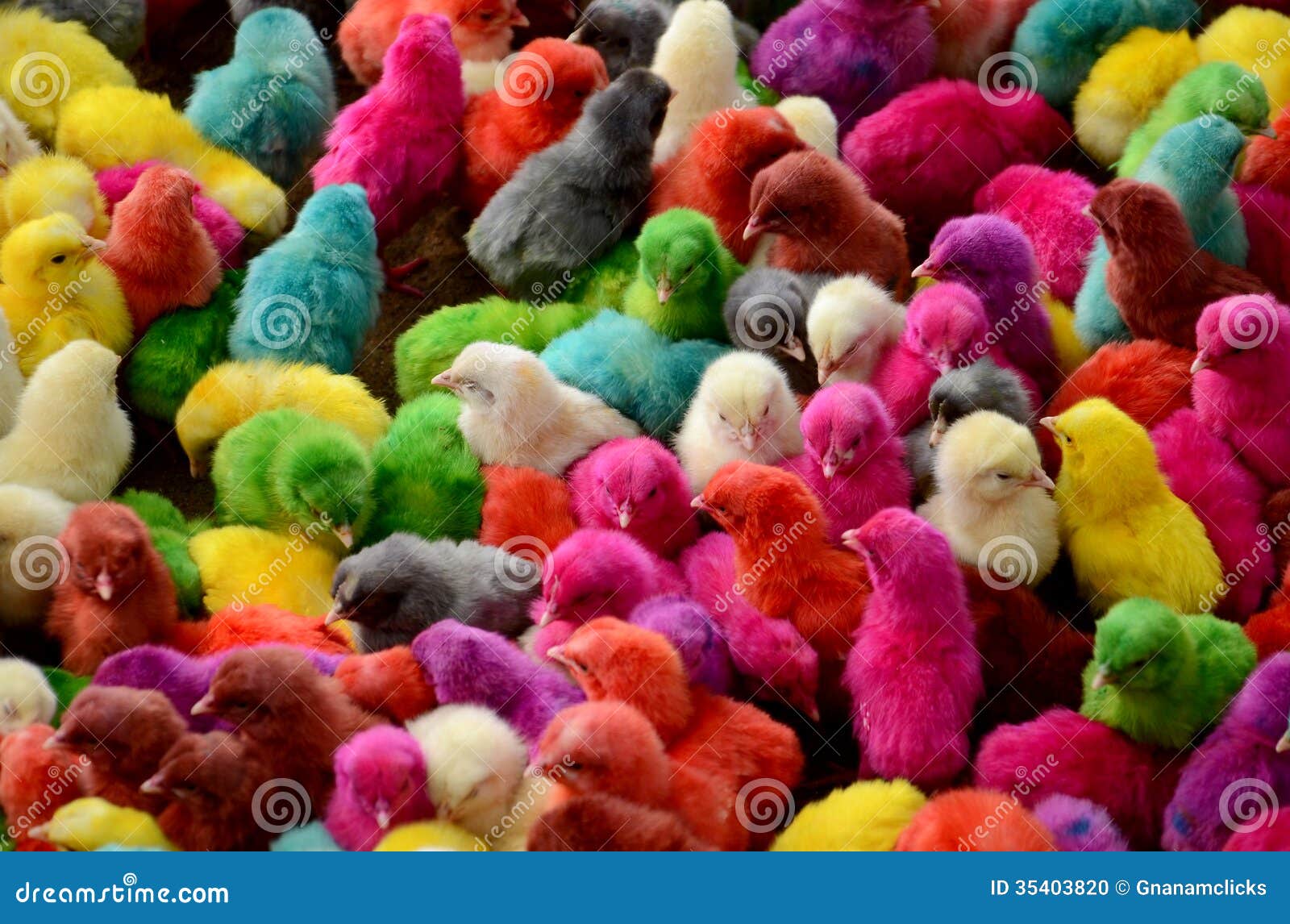 Colorful Chicks stock photo. Image of bird, chicks, chicken - 35403820