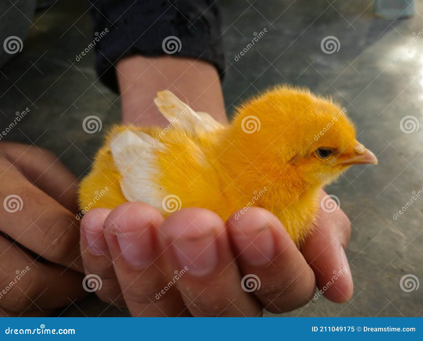 Colorful Chicks. Yellow Version Stock Image - Image of bird, animal ...